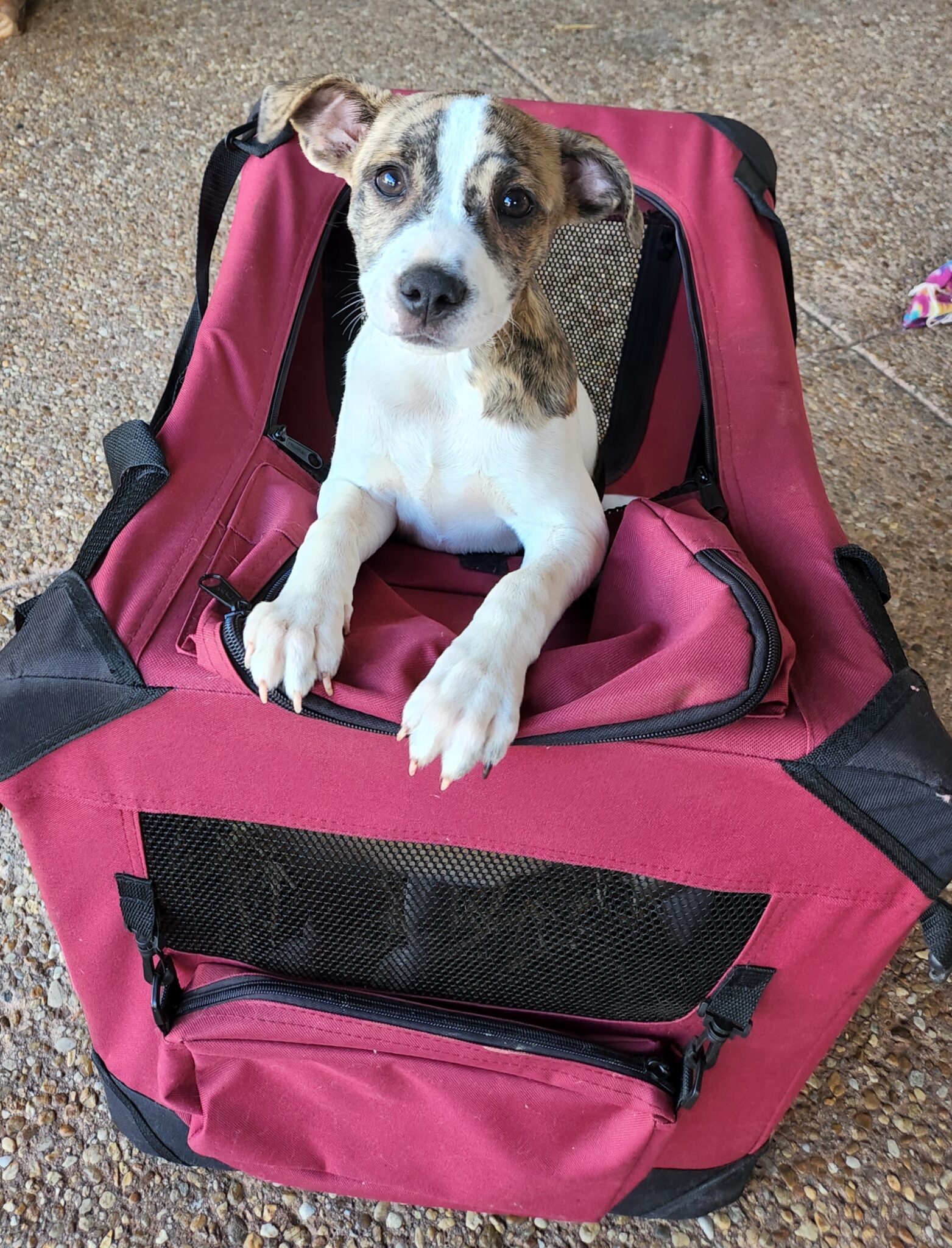 Georgia Homeless Pets Animal Rescue Group